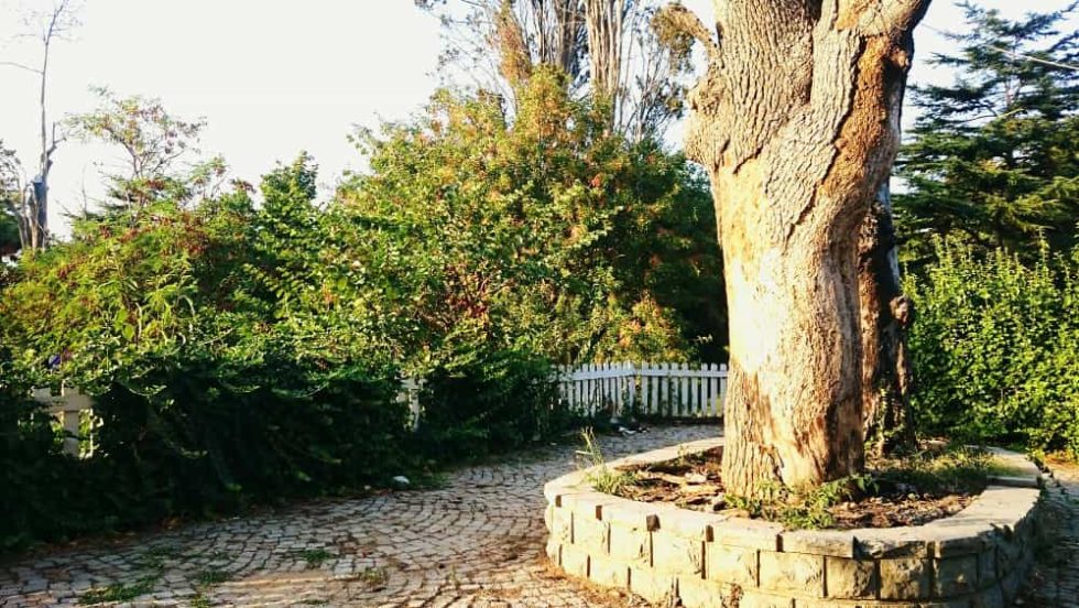 ¿Con qué bordear los árboles en el jardín? | Jardín de Hierro